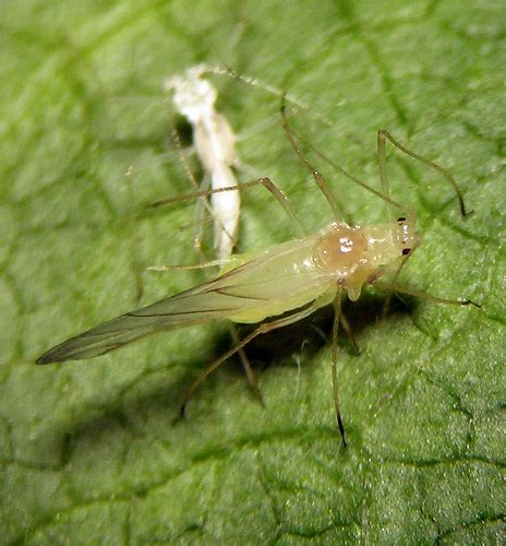 Macrosiphum Rudbeckiarum Bugguide Net