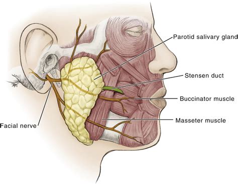 Diagnosis And Management Of Salivary Gland Disorders Clinical Tree