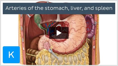Splenic Artery Anatomy Branches Supply Kenhub