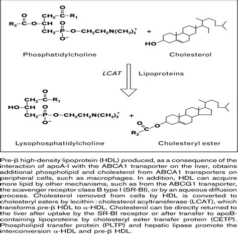 Current Opinion In Endocrinology Diabetes And Obesity