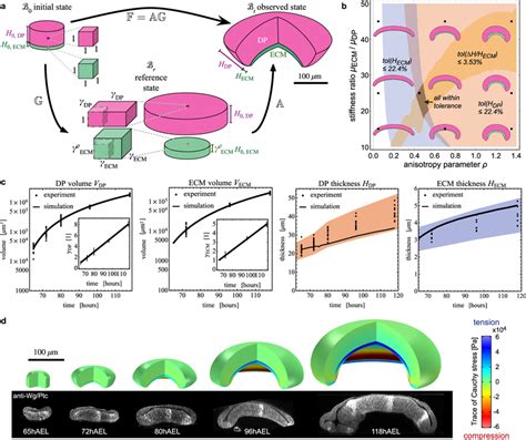 An Elastic Bilayer Model Captures Growth Induced Epithelial Download Scientific Diagram
