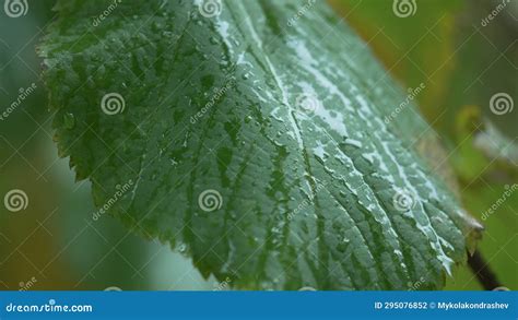 Tree Leaves During Rain During The Day Stock Footage Video Of Outdoors Humidity 295076852