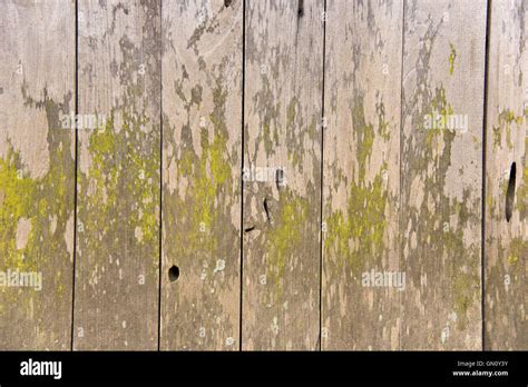 Wood Texture Have Moss On Texture Stock Photo Alamy