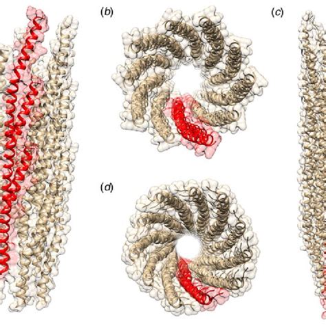 Side A And Top B Views Of The Atomic Model Of The Phage Ike Capsid Download Scientific