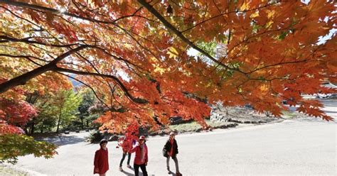 지리산 자락 함양 ‘벽송사 곱게 물든 단풍…관광객 유혹