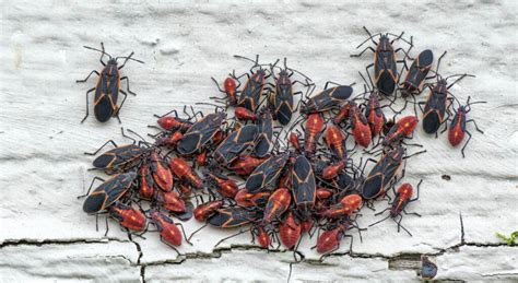 The Natural Predators Of Stink Bugs Guardians Of Gardens And Crops