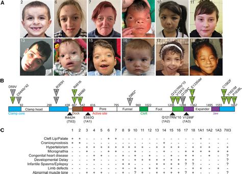 Human Phenotypes Flip A Coin To Determine The Phenotype Of Your