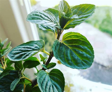 5 Incredible Chocolate Mint Benefits With Health Considerations