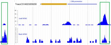 Example Of Open Chromatin Regions Detected In The Leaf Protoplast And
