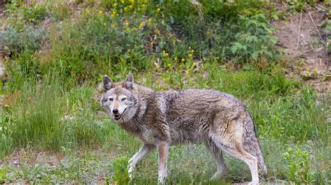 15 Things You Should Do If A Coyote Shows Up In Your Yard And 3 You
