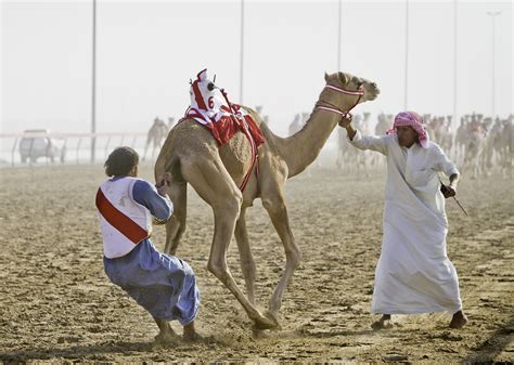 Camel Racing