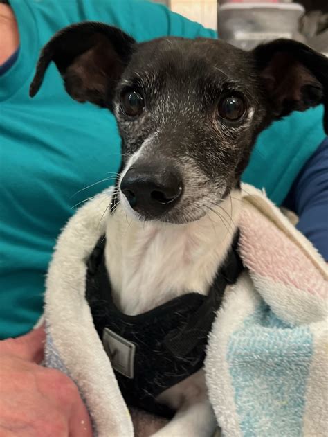 Dasher 25 012 Tennessee Dachshund Rescue