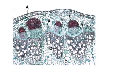 Dicot Stem Diagram Quizlet