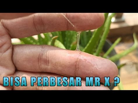 Temukan Manfaat Lidah Buaya Untuk Pria Yang Jarang Diketahui Biotifor