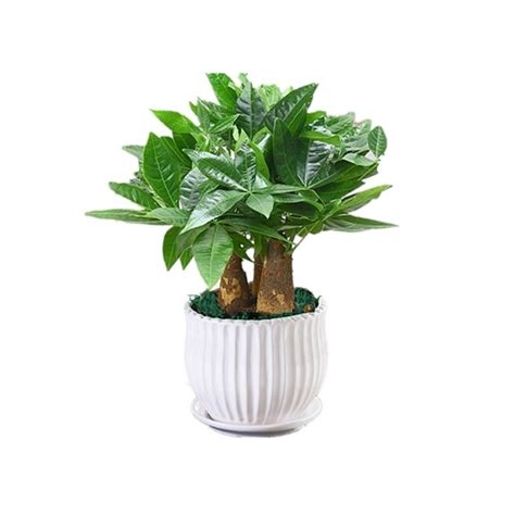 发财树盆栽植物室内客厅绿植小盆景四季常青办公室招财小盆栽花卉