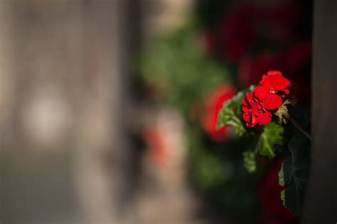 배경 흐리게에 복고풍 빈티지 스타일 필터 효과 석양에 유럽에서 오래 된 마에 빨간 꽃 가정 생활에 대한 스톡 사진 및 기타 이미지 가정 생활 건물 외관 건물 정면