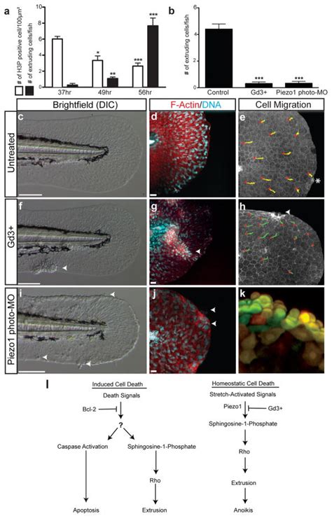 Crowding Induces Live Cell Extrusion To Maintain Homeostatic Cell Numbers In Epithelia Pmc