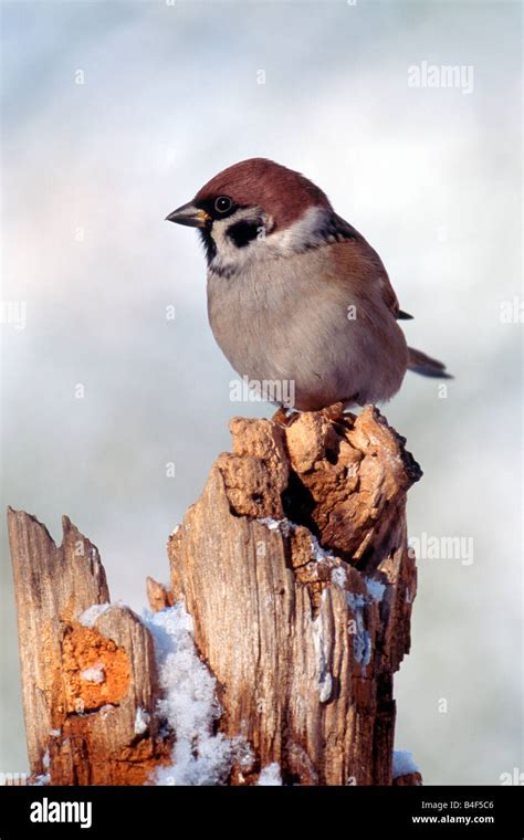 Tree Sparrow Passer Montanus Male Perched On Rotten Tree Trunk Stock