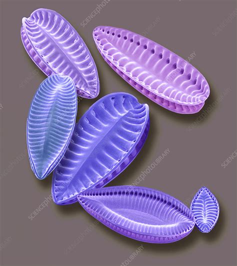 Diatoms Sem Stock Image C0590559 Science Photo Library