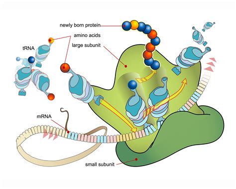 Transcription And Translation Ask A Biologist