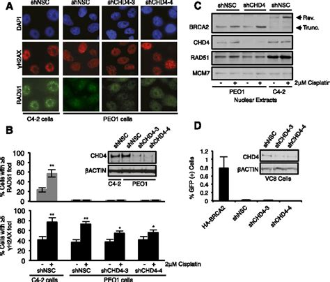 Resistance To Therapy In Brca2 Mutant Cells Due To Loss Of The