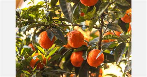 adana tangerine harvest hit by hot weather yield drops significantly