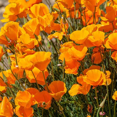 California Poppy Eschscholzia Californica Great Basin Seed