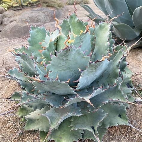 Plant Faqs Israeli Ruscus