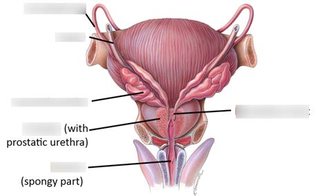 Diagram Of Male Urogenital Organs Quizlet