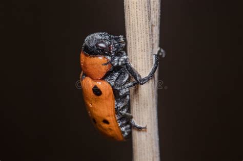 Tituboea Sexmaculata Beetle Posed On A Twig Under The Sun Stock Image Image Of Wild Beetle