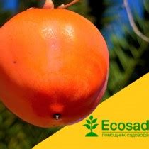 Саженцы хурмы - купить дерево хурмы в питомнике в Киеве | Магазин Экосад