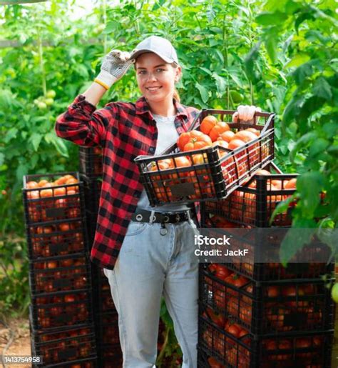 온실에서 잘 익은 토마토로 상자를 컴파일하는 여성 농부 농부에 대한 스톡 사진 및 기타 이미지 농부 농업 여자 Istock