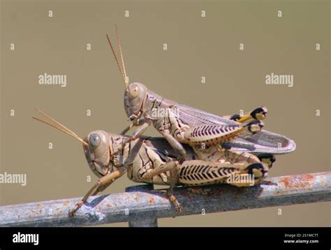 Differential Grasshopper Melanoplus Differentialis Stock Photo Alamy
