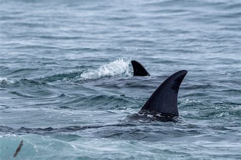 Killer Whale Attack Seal Whale Killer Shark White Top Attack Predators