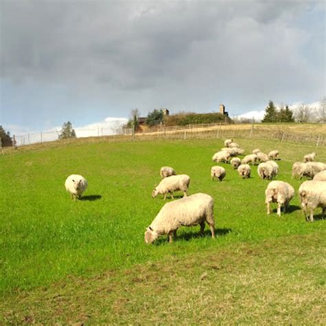 Bandito 2 Intermediate Ryegrass High Quality Forage Go Seed