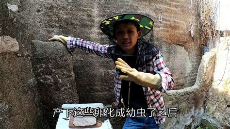 【真過癮】养蜂人必须了解花粉在蜜蜂繁殖过程中起到的作用，才能把蜜蜂养好 Youtube