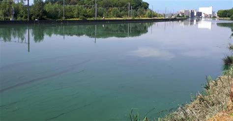 Opnieuw Blauwalgen In Kanaal Roeselare Leie “wachten Op Resultaten Van