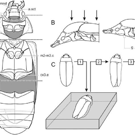 Peculiarities Of Preservation Of Fossil Beetles And Character