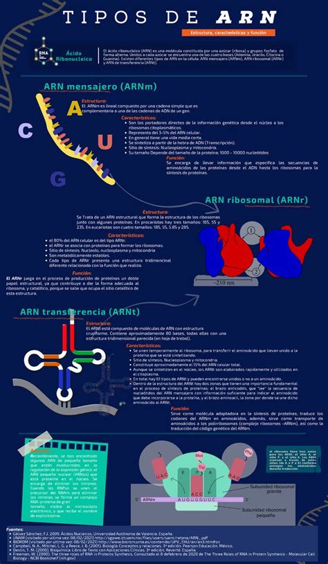 Inf Tipos Arn Tipos De Arn Estructura Características Y Función Arn Transferencia