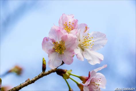 DM06421 櫻花 吉野櫻 花卉 花 農業 特寫 陽明山 吉野櫻 吉野櫻花學名Prunus xyedoensis Flickr