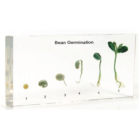 Slav Bean Peanut Corn Rice Wheat Germination Specimen Paperweight