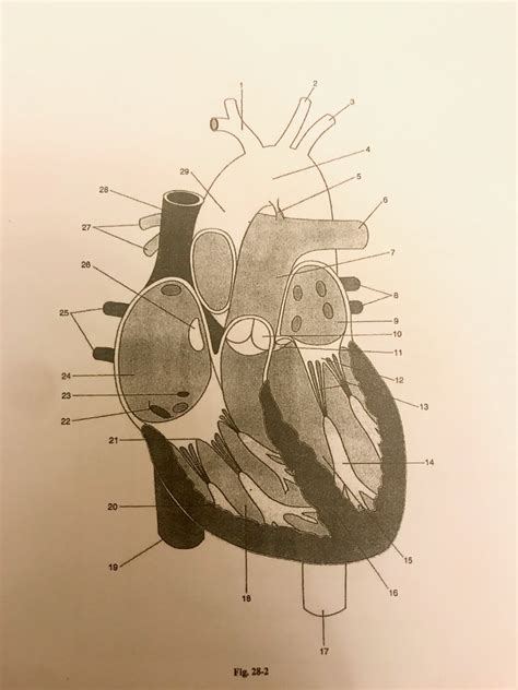 Cross Section Test 1 Diagram Quizlet
