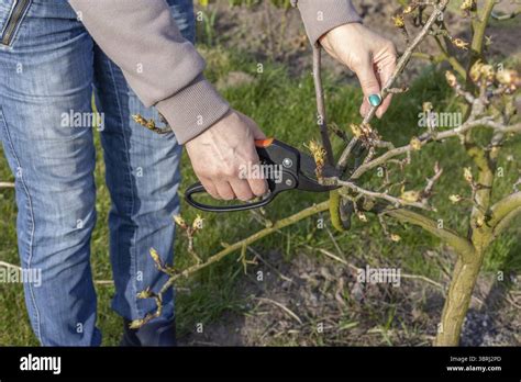 Farmer Looks After The Garden Spring Pruning Of Fruit Trees Woman