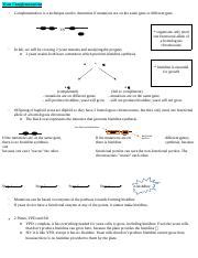 Yeast Complementation Docx Yeast Complementation Complementation Is A Technique Used To
