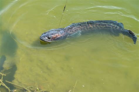 The Alien Invasion Of The Snakehead Fish And How To Catch Them