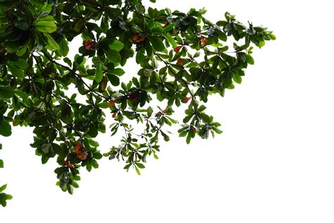 A Tree With Leaves And Fruit On It PNG