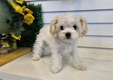 말티푸 루디 셀커크렉스무료입양사이트 스핑크스무료입양사이트 아메리칸숏헤어무료입양사이트 아메리칸컬무료입양사이트 아비시니안무료입양사이트 엑조틱무료입양사이트 터키시앙고라무료입양