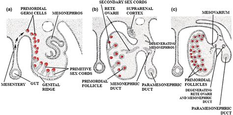 Schemes Of Cross‐sections Through Embryos To Show The Development Of