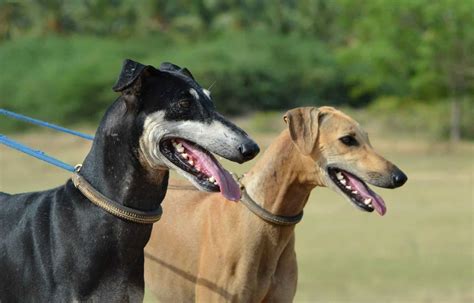 Chippiparai Dog Indian Hunting Royalty Breed Guide