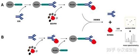 免疫沉淀技术介绍之ip 知乎